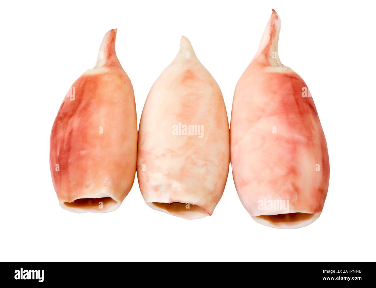 Squid tube boiled. Cooked squid fillet isolated on white background ...