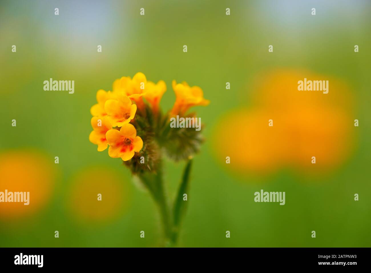 Fiddleneck hi-res stock photography and images - Alamy