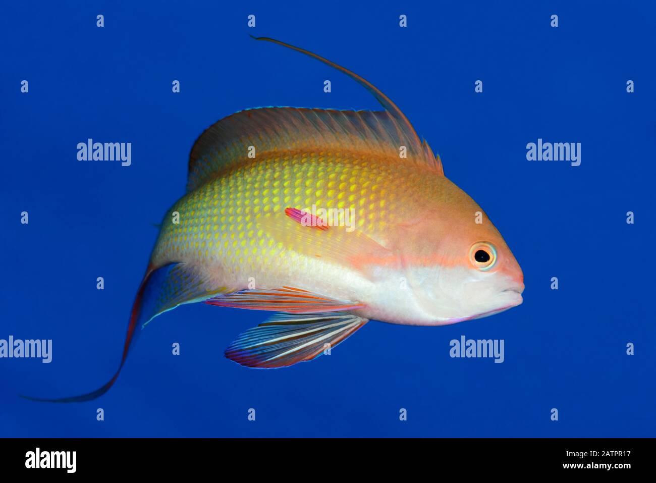 Sea Goldie or Red Coral Perch, Pseudanthias squamipinnis, male, Safaga ...