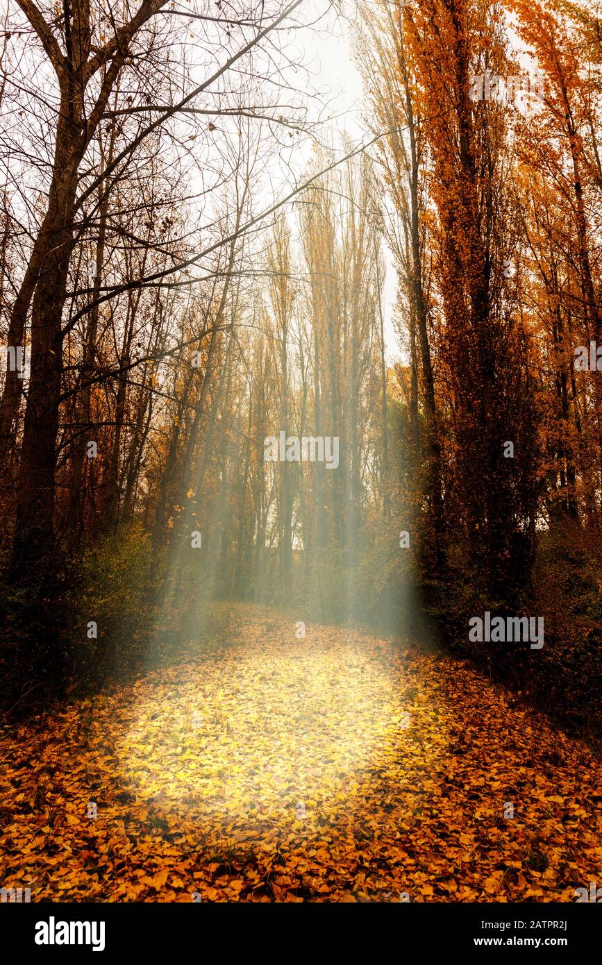 Beams of light between trees hi-res stock photography and images - Alamy