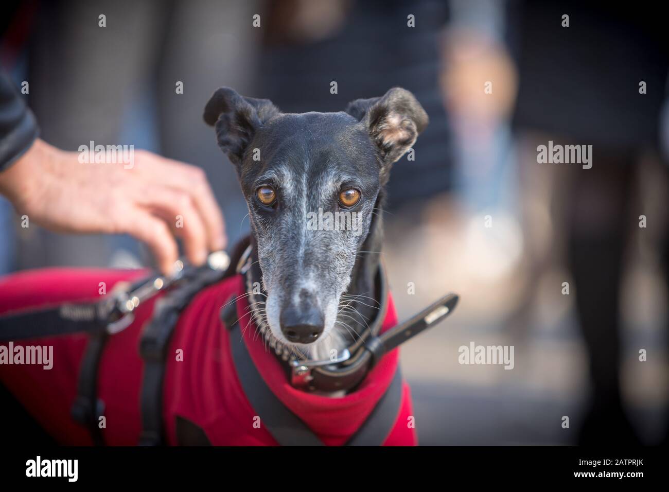 a detail of a greyhound Stock Photo - Alamy