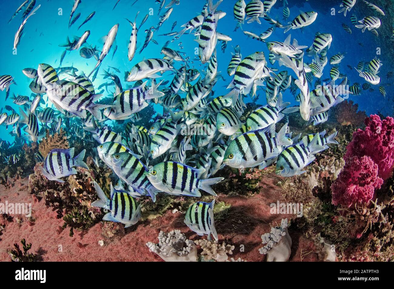 Indo-Pacific sergeant or sergeant major, Abudefduf vaigiensis, mating ...