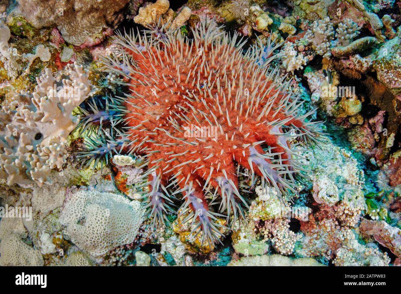 Indian ocean starfish hi-res stock photography and images - Alamy