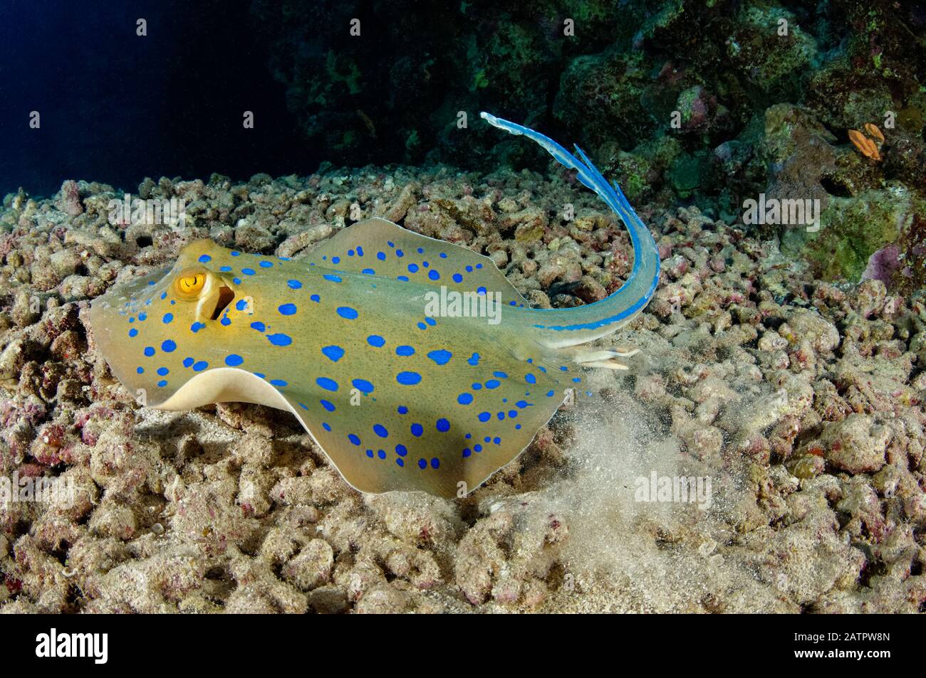 Bluespotted Ribbontail Stingray, Taeniura lymma, Egypt, Red Sea, Indian ...