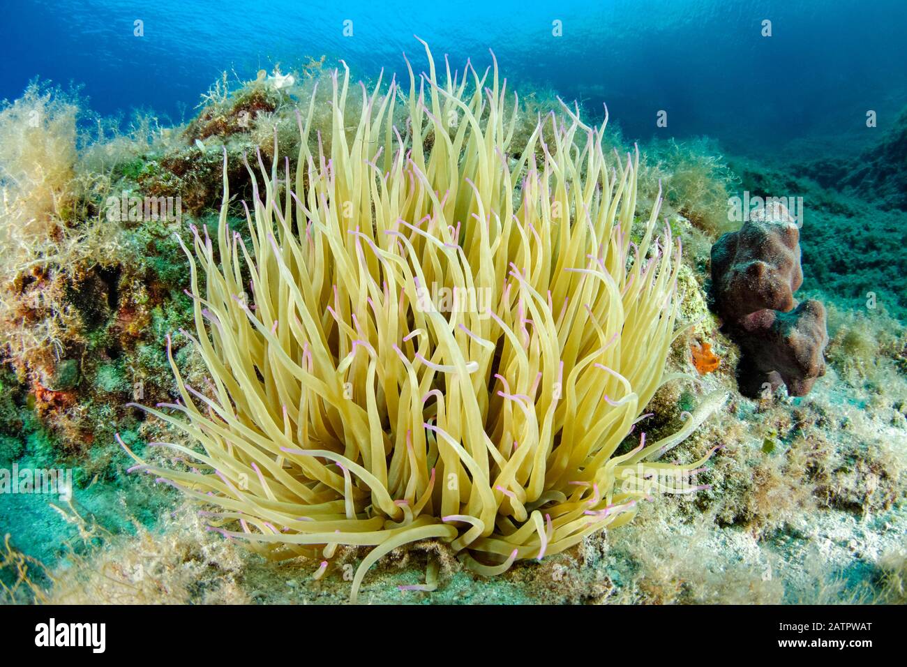 Mediterranean snakelocks sea anemone hi-res stock photography and ...