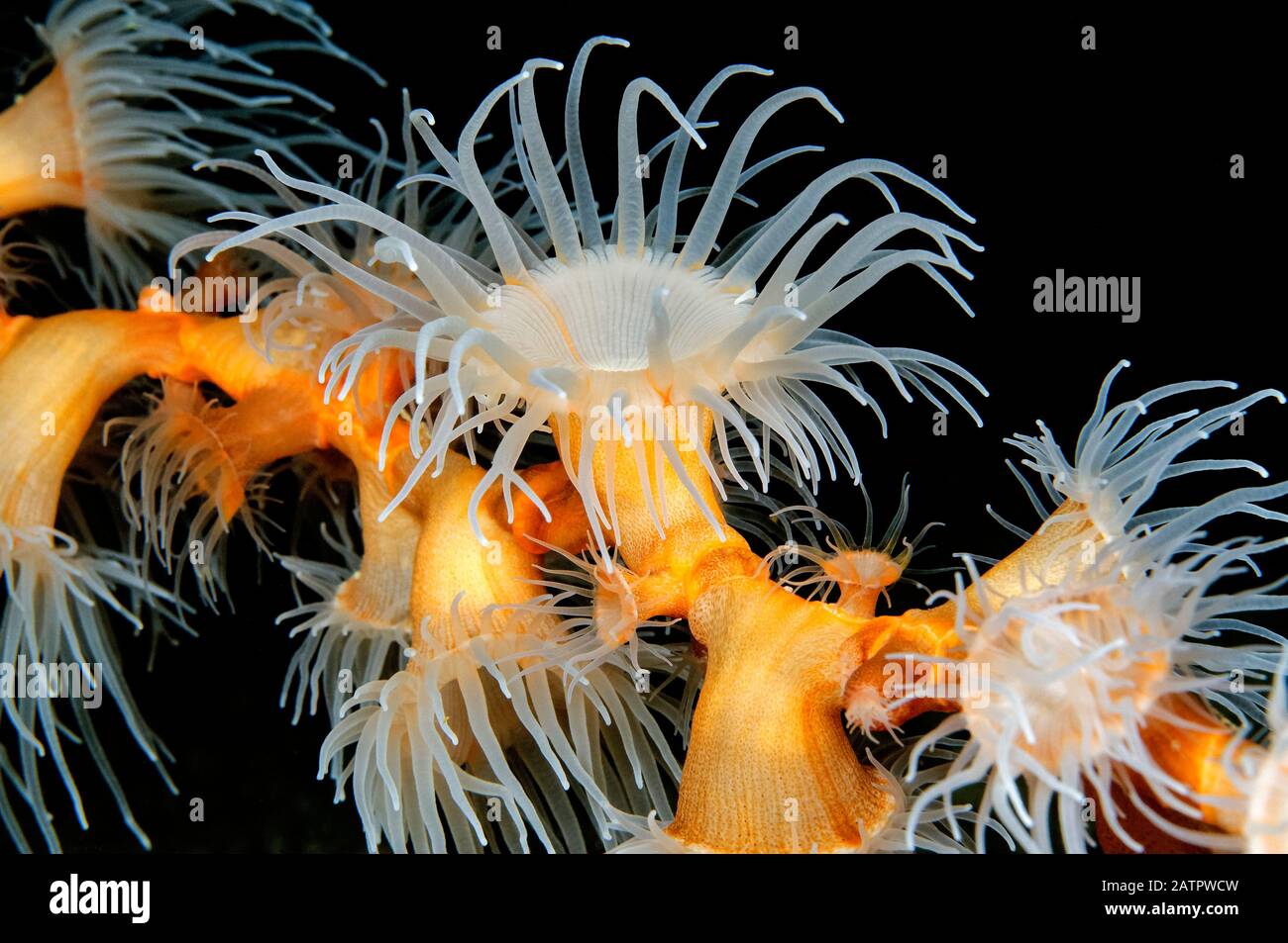 Gorgonian Wrapper, Nemanthus nitidus, Egypt, Red Sea, Indian Ocean ...