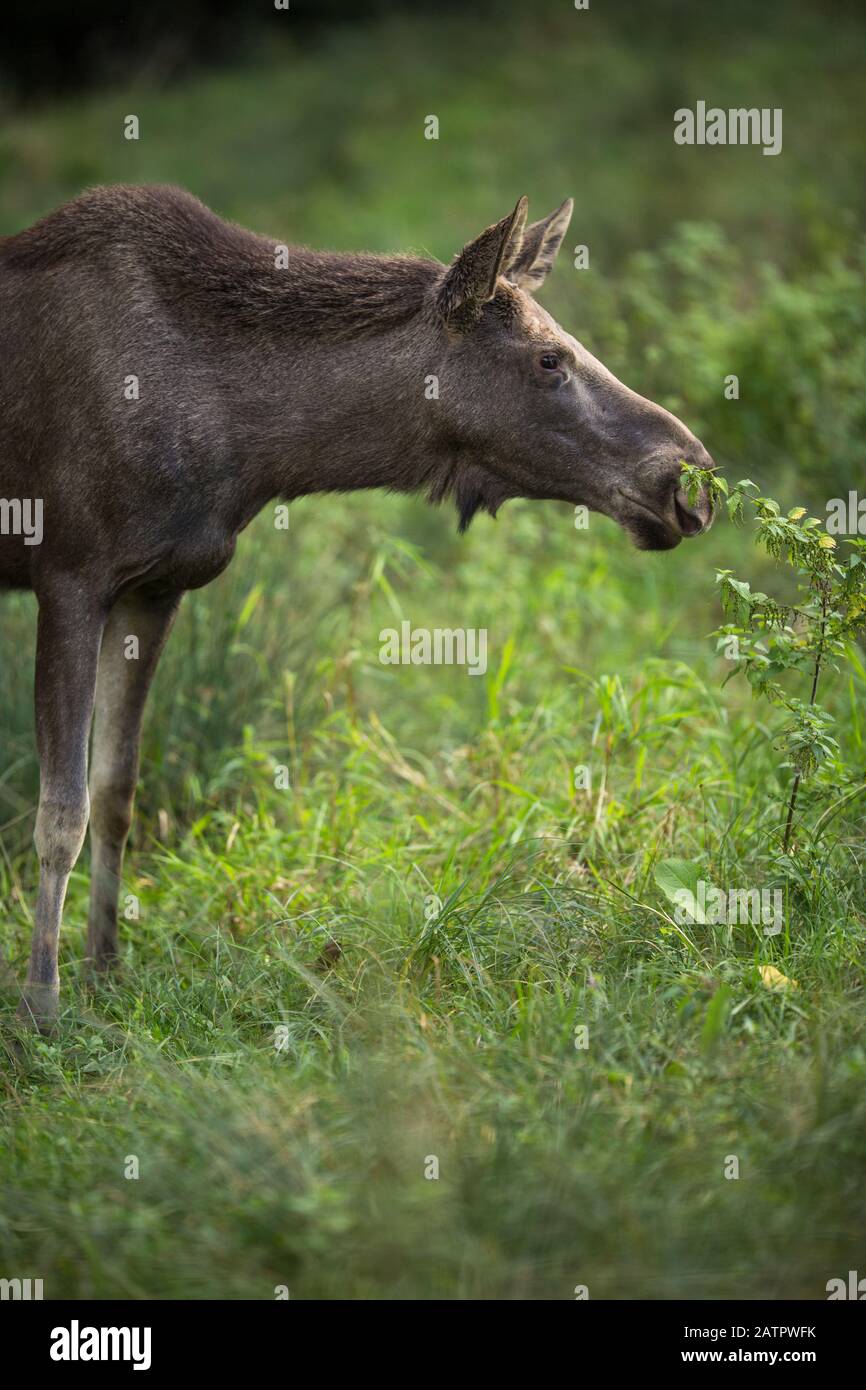 European Moose, Alces alces, also known as the elk Stock Photo - Alamy