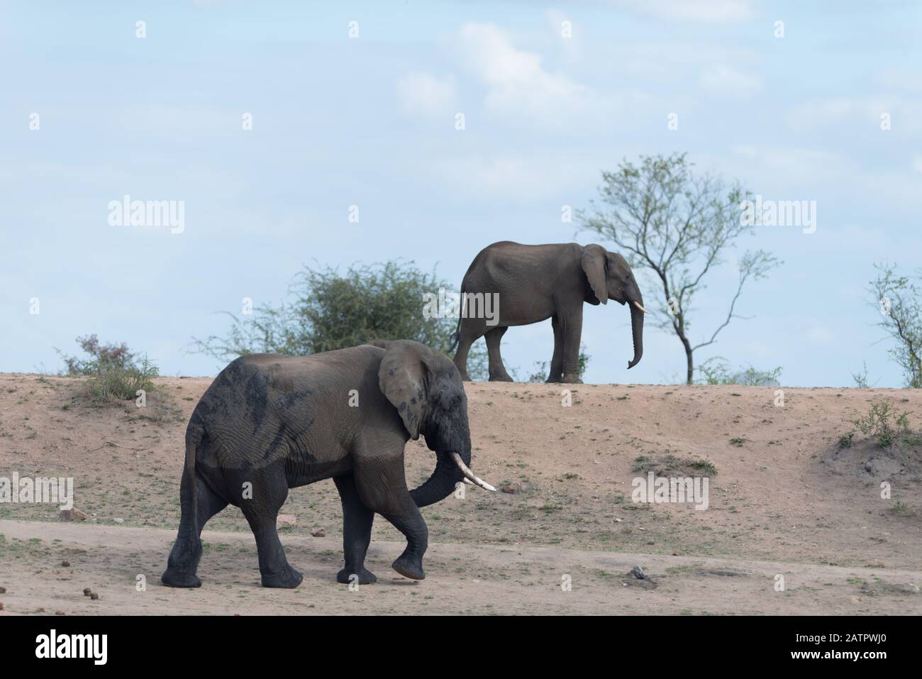 Elephant in the wilderness of Africa Stock Photo - Alamy