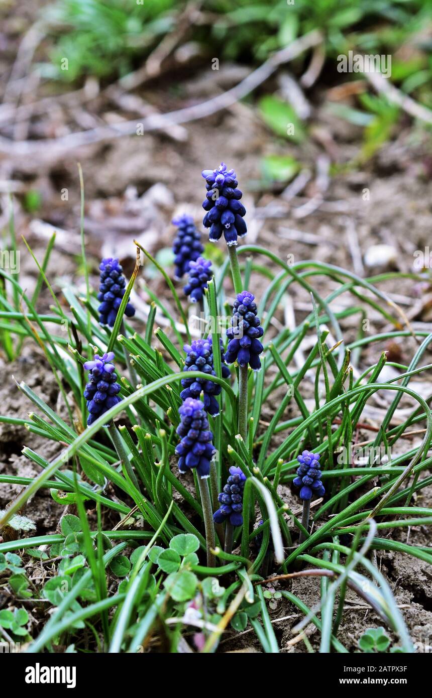 Muscari botryoides blue spring hi-res stock photography and images - Alamy