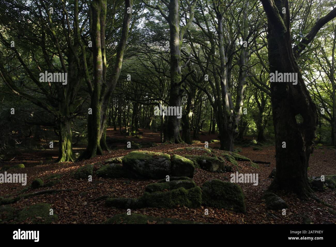 Quite woodland hi-res stock photography and images - Alamy