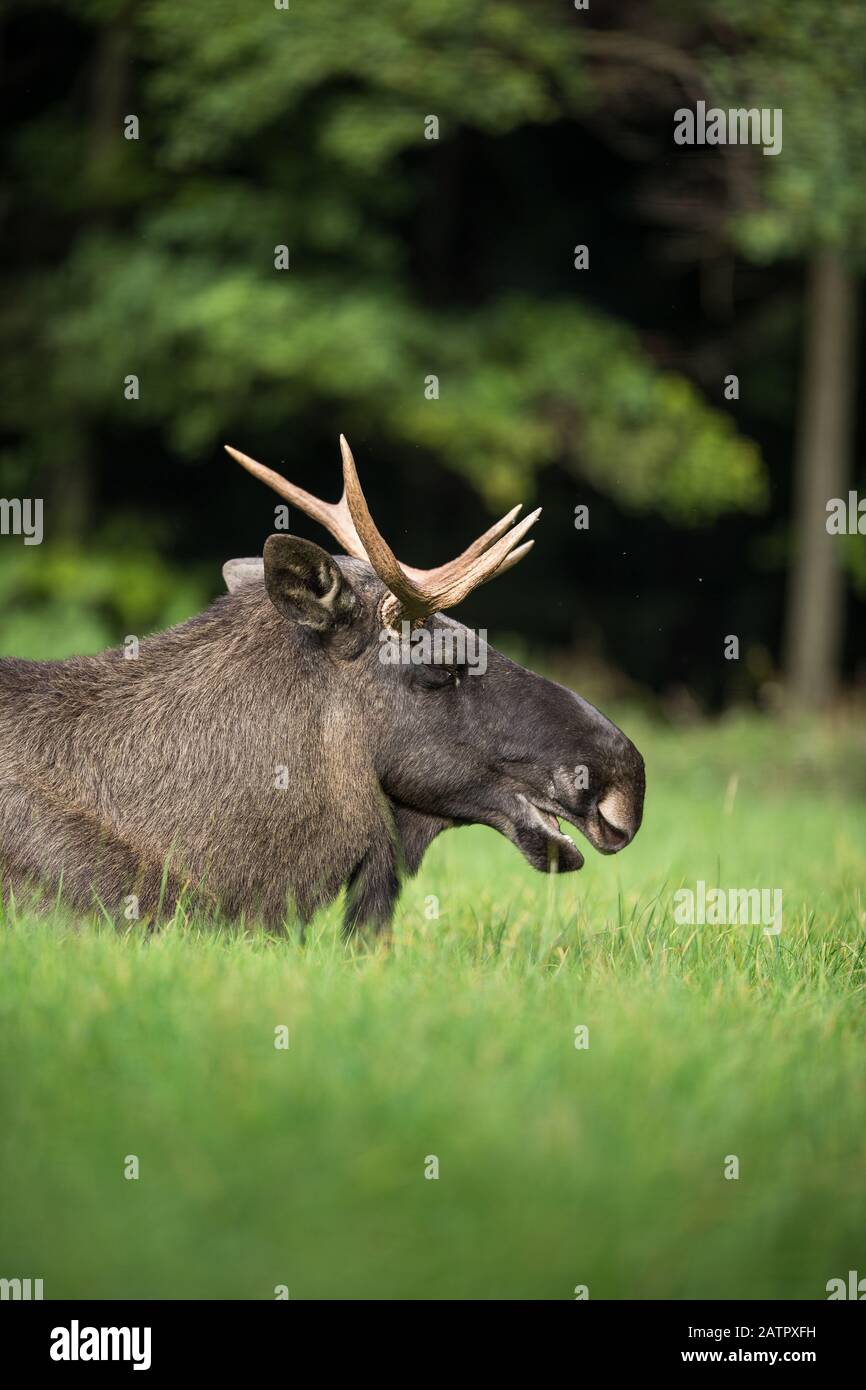 European Moose, Alces alces, also known as the elk Stock Photo - Alamy