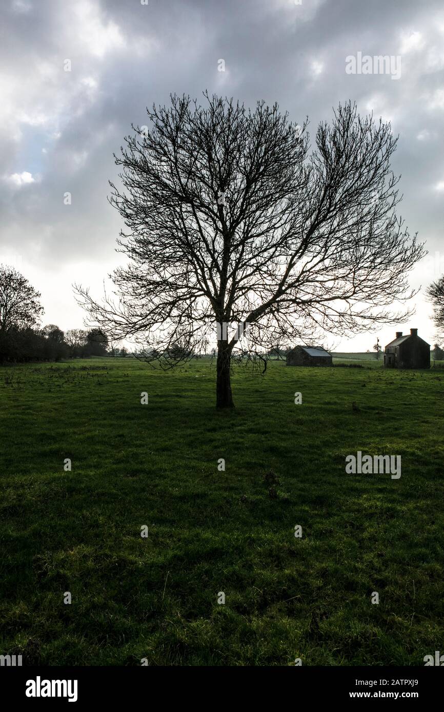Tree In Field Stock Photo - Alamy