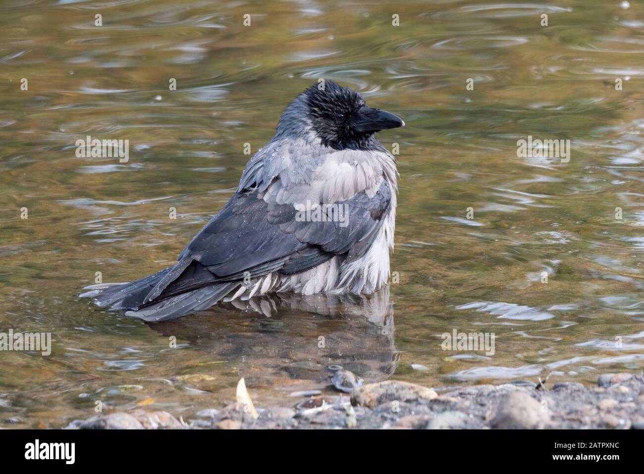 Black bird crow bathing In the lake Stock Photo - Alamy