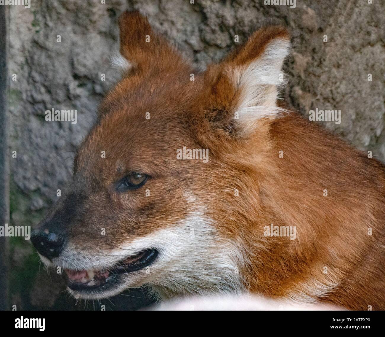 Red maned wolf in the captive animal portrait Stock Photo - Alamy