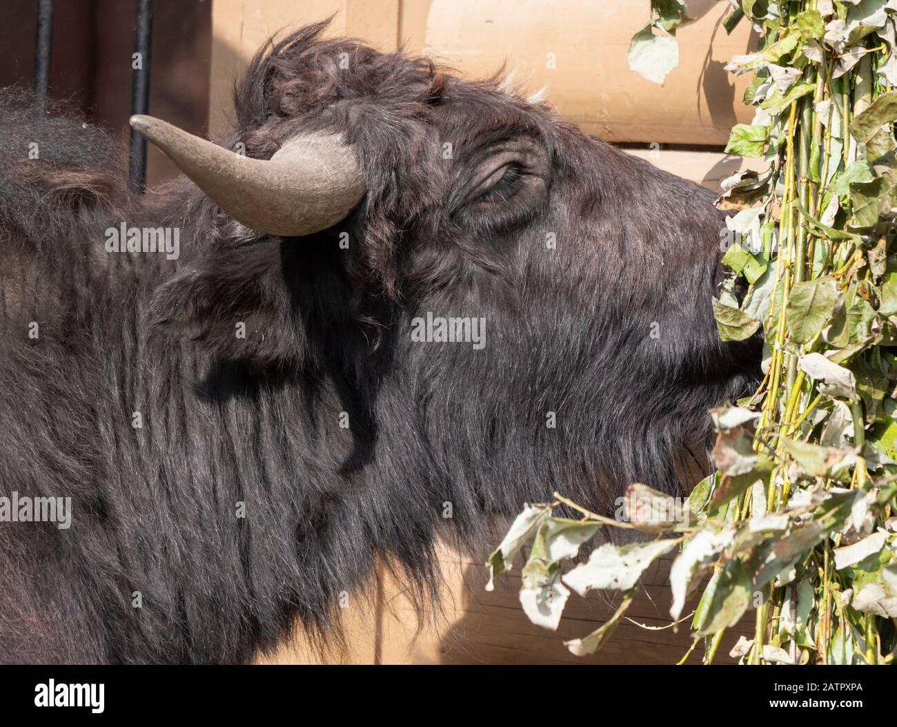 Taro Buffalo eat fresh green tree branches Stock Photo - Alamy
