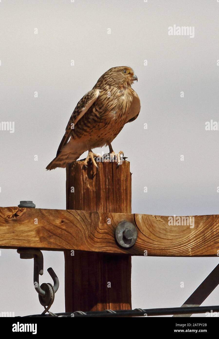 Falco rupicoloides rupicoloides hi-res stock photography and images - Alamy