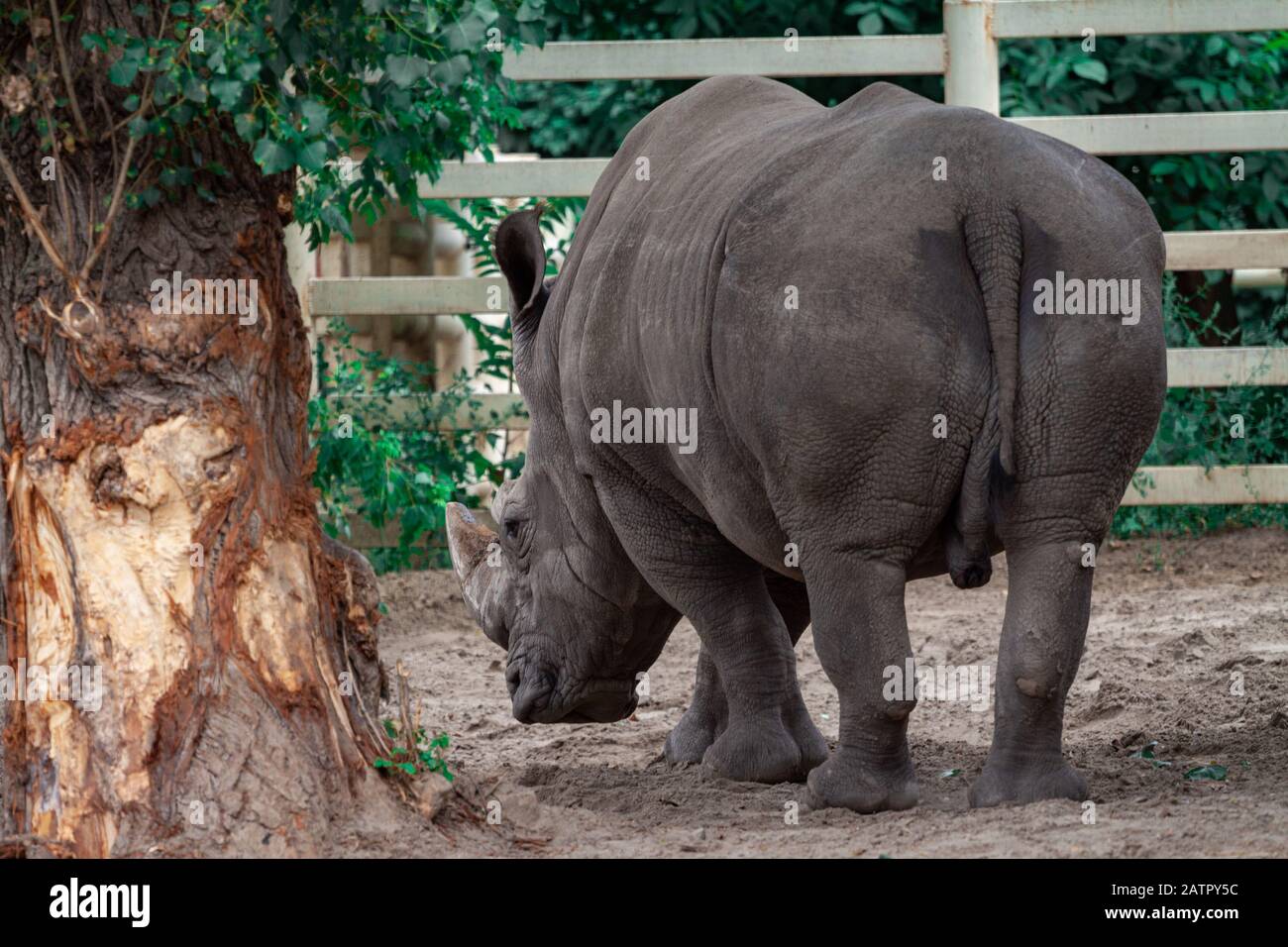 Big black rhino in nature close-up. Rinocerotidae Disorns. A huge ...