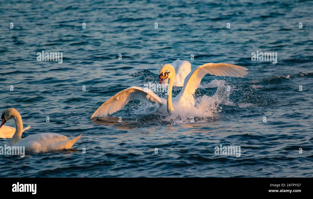 Courting male Mute Swan chasing a female during the mating ritual on ...
