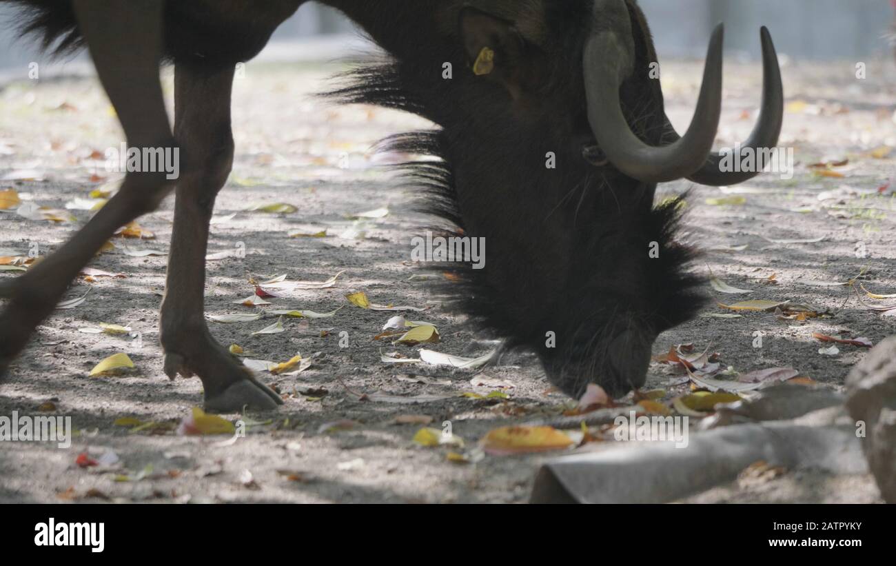 Warthog on black background hi-res stock photography and images - Alamy