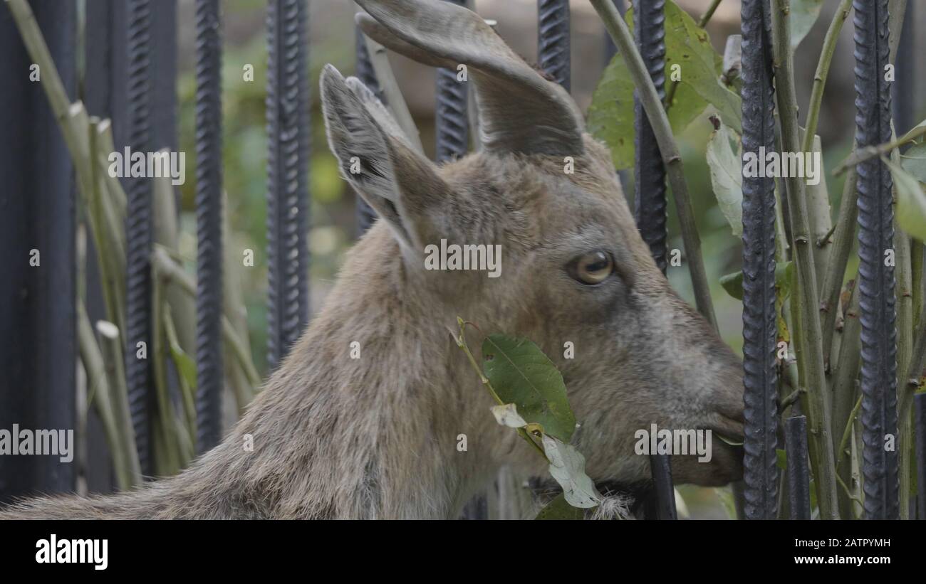 Helical horns hi-res stock photography and images - Alamy