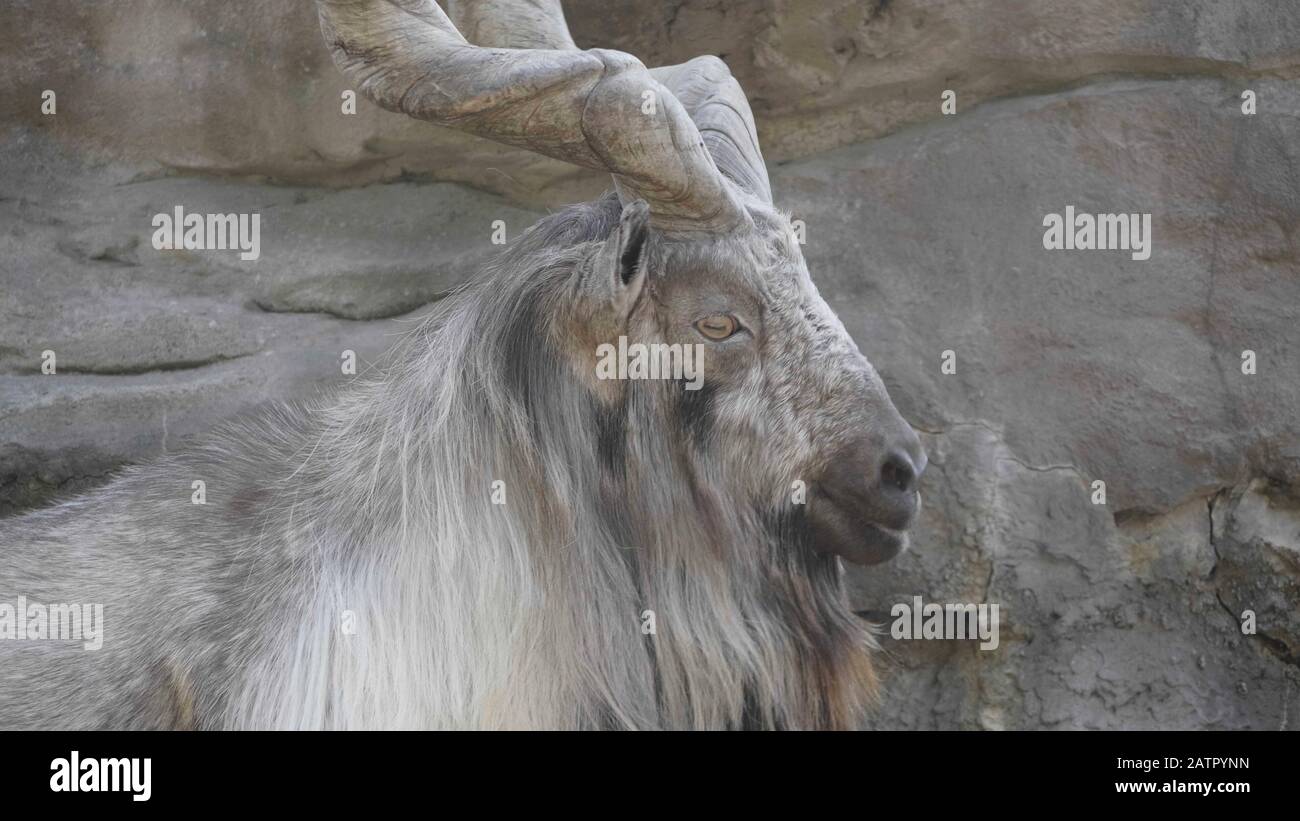 Helical horns hi-res stock photography and images - Alamy