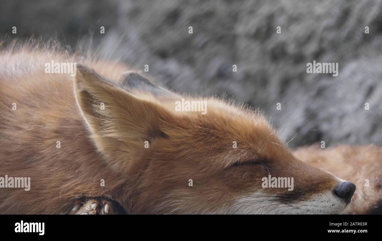 Jackal tracks hi-res stock photography and images - Alamy