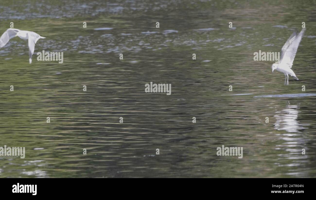 Seagull flying on water surface with speed to catch food Stock Photo ...