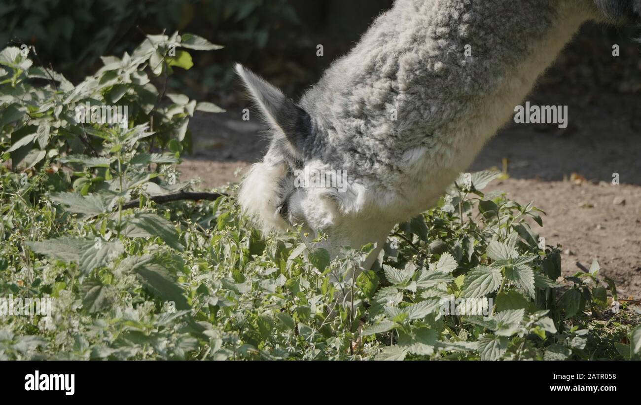 Sheared llama hi-res stock photography and images - Alamy