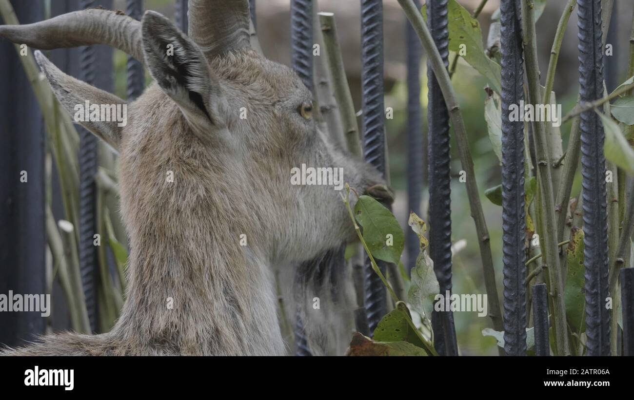 Helical horns hi-res stock photography and images - Alamy