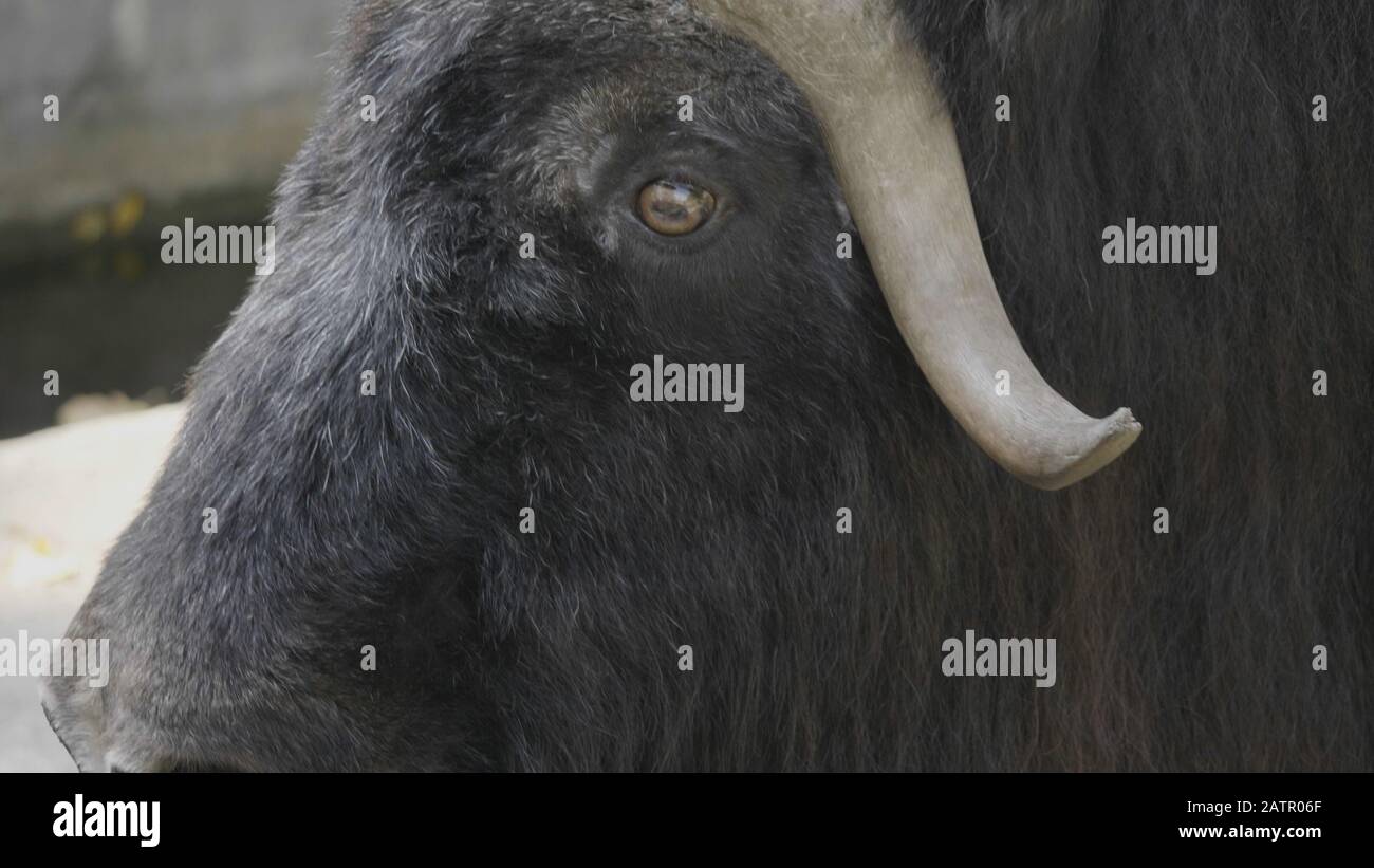 Taro Buffalo eat fresh green tree branches Stock Photo - Alamy