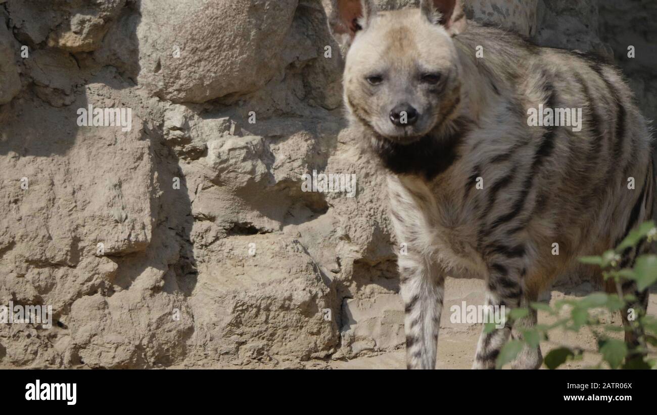 Portrait of a spotted hyena in the shade of trees Stock Photo - Alamy