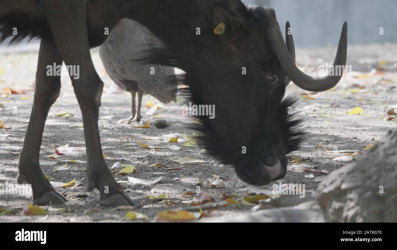 Sable antelopes eating leaves on the ground Stock Photo - Alamy