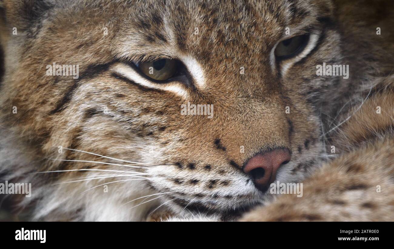 Lynx looks with predatory eyes from the shelter Stock Photo - Alamy