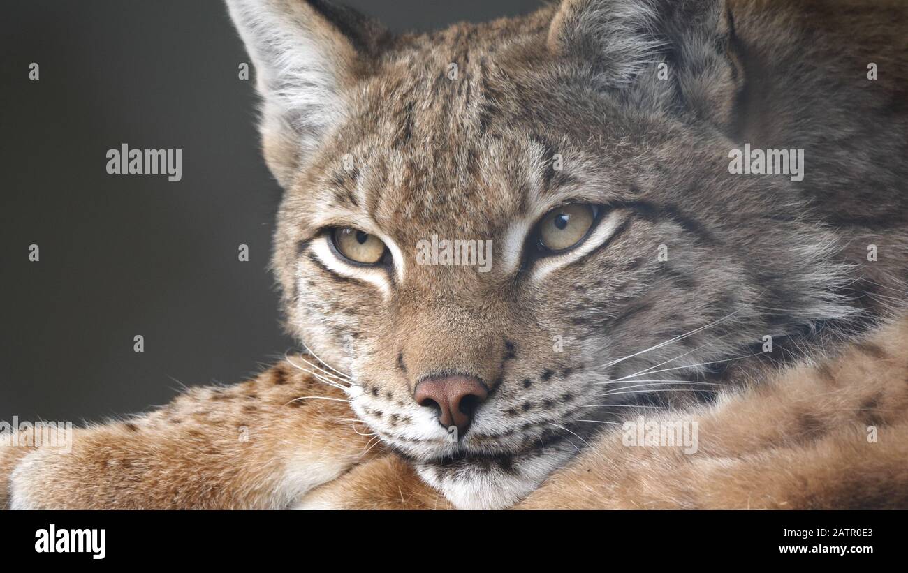 Lynx looks with predatory eyes from the shelter Stock Photo - Alamy