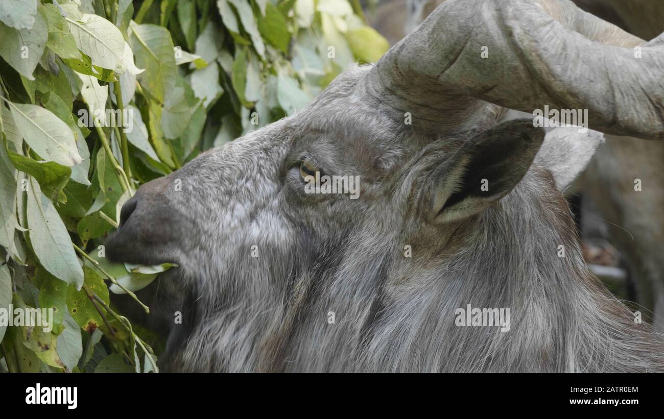 Beautiful mountain goat with helical long horns on the background of ...
