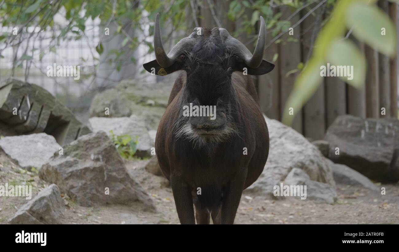 Warthog on black background hi-res stock photography and images - Alamy