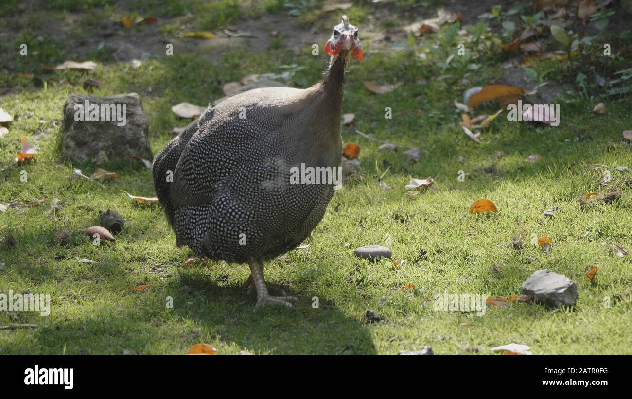 Guinea fowl walking along the green grass in the fall Stock Photo - Alamy