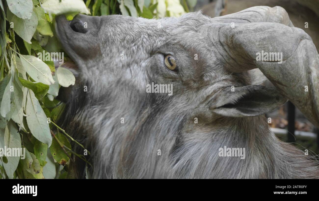 Helical Horns High Resolution Stock Photography and Images - Alamy