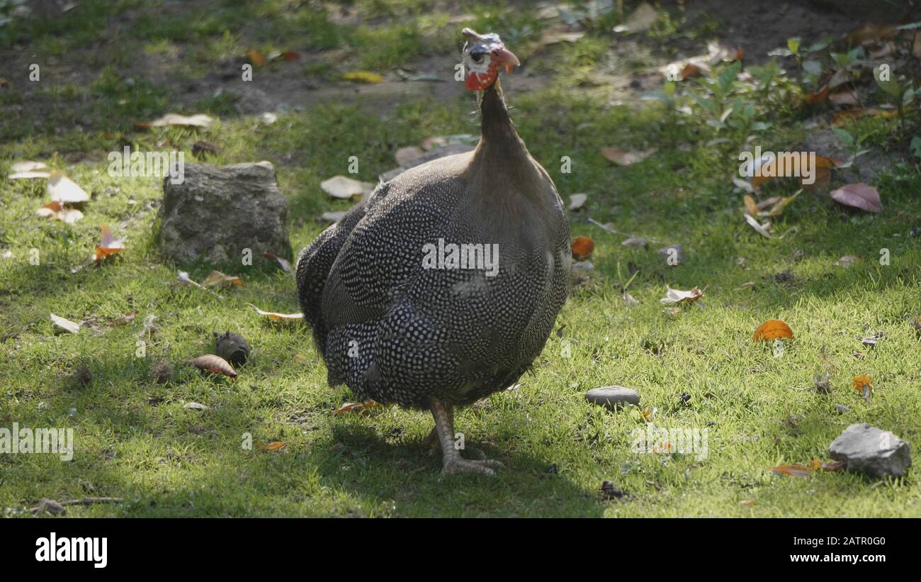 Guinea fowl walking along the green grass in the fall Stock Photo - Alamy