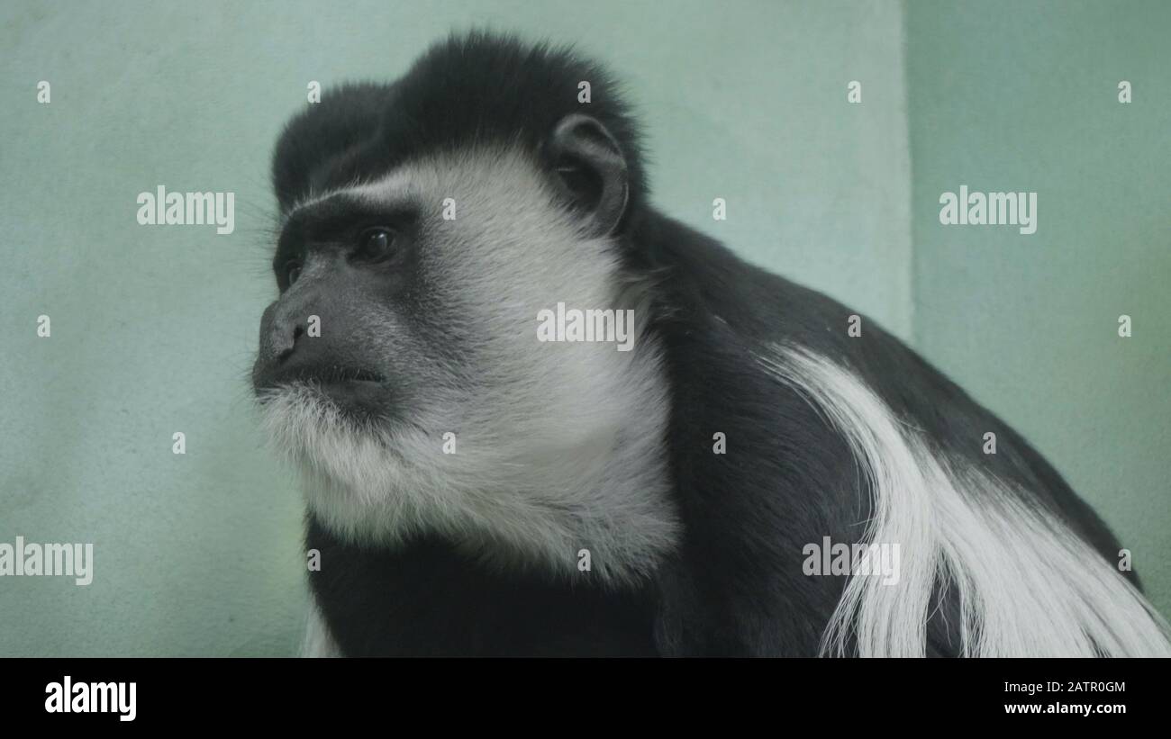 A monkey on the epic pose of solving his problems Stock Photo - Alamy