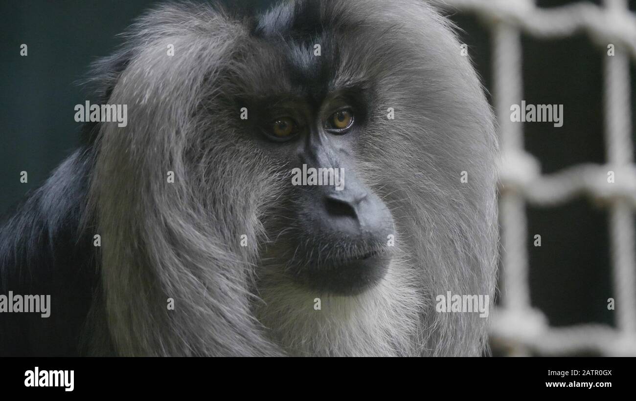 A monkey on the epic pose of solving his problems Stock Photo - Alamy