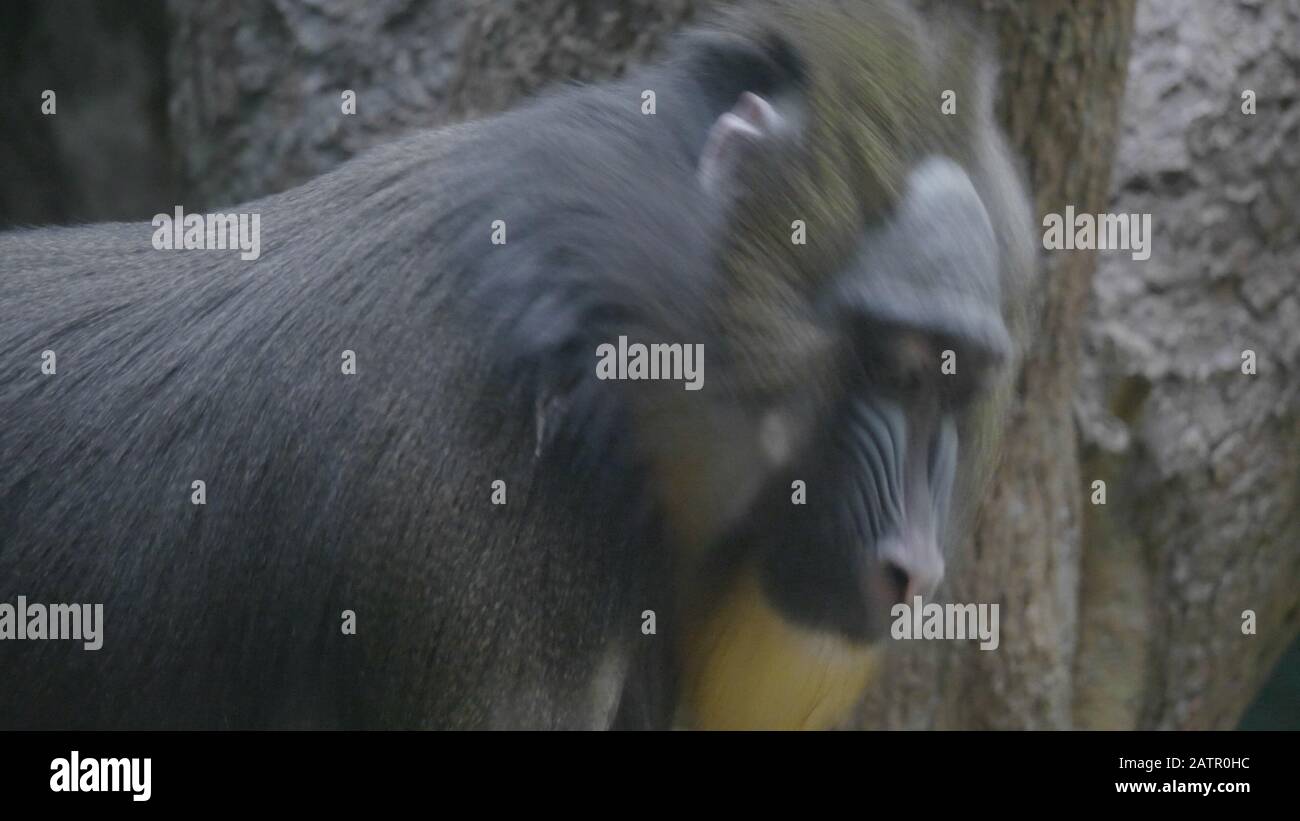 A monkey on the epic pose of solving his problems Stock Photo - Alamy