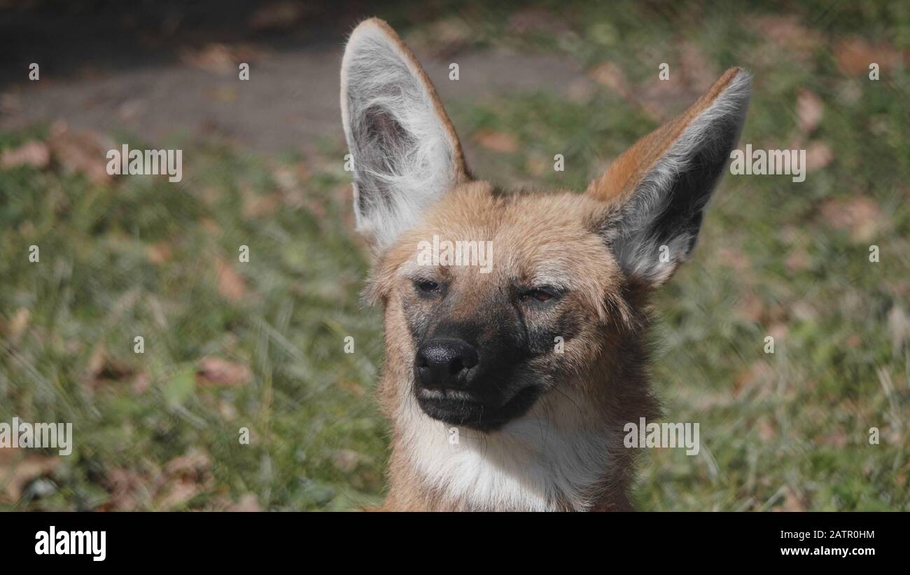 Red maned wolf in the captive animal Stock Photo - Alamy