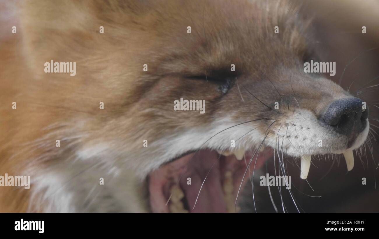 Jackal tracks hi-res stock photography and images - Alamy