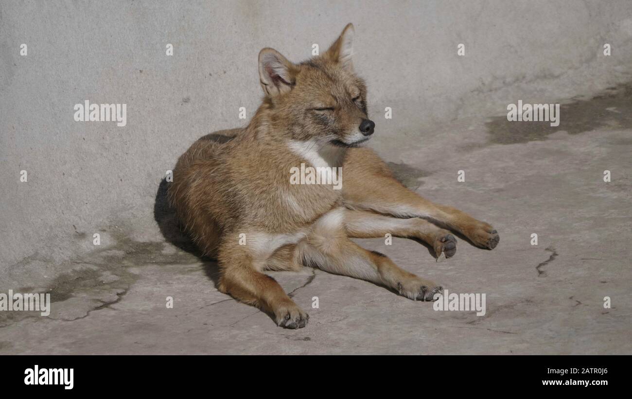 Golden jackal in nature tracks down prey Stock Photo - Alamy