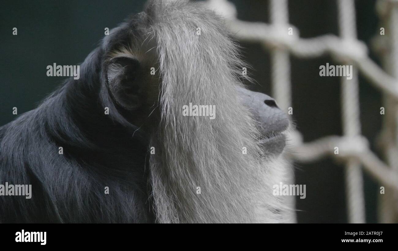 Frowning monkey hi-res stock photography and images - Alamy