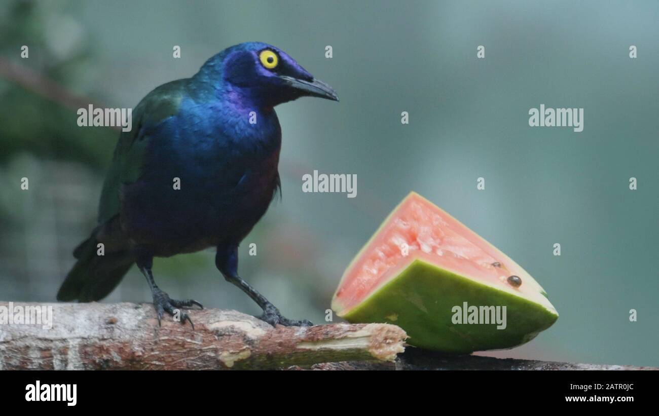 Brilliant starling hi-res stock photography and images - Alamy