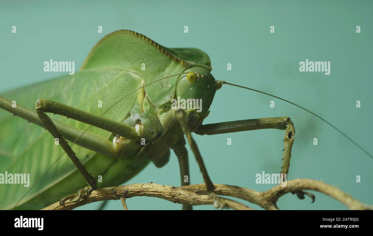 Large green grasshopper close up on a tree branch Stock Photo - Alamy