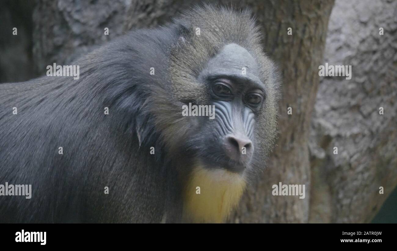 A monkey on the epic pose of solving his problems Stock Photo - Alamy