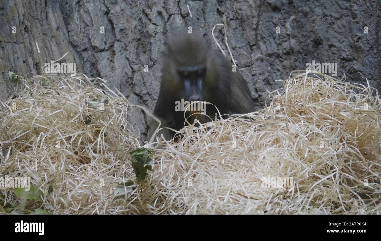 Monkey problems hi-res stock photography and images - Alamy